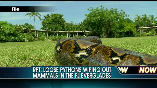 RPT: Loose Pythons Wiping Out Mammals in the Florida Everglades | Fox ...