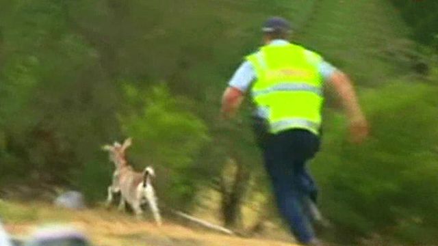 'Houdini' the goat's great escape | Fox News Video