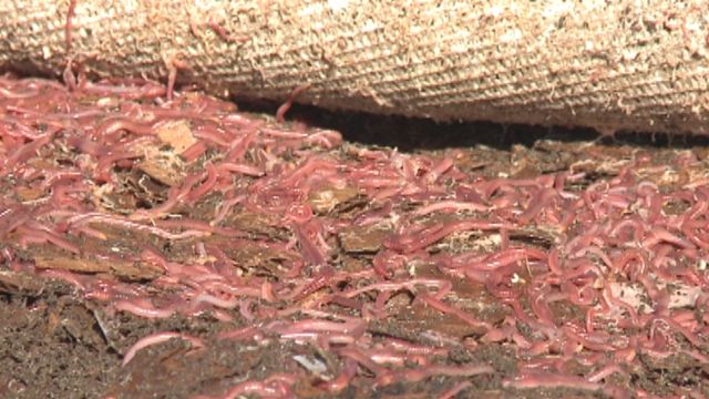 Composting earthworms | Fox News Video