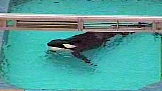 Update on SeaWorld Tragedy | Fox News Video