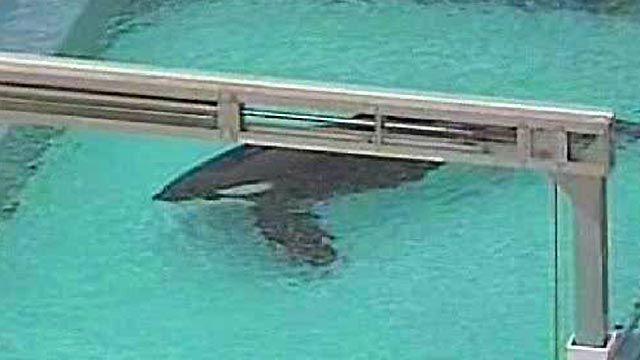 'GAL' Investigates SeaWorld Death | Fox News Video