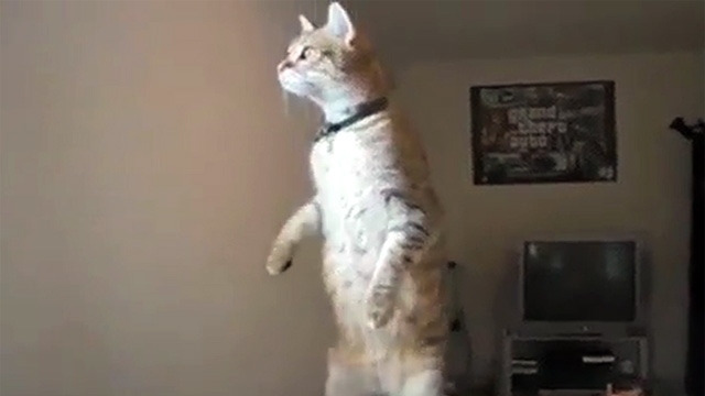 Standing Kitty | Fox News Video