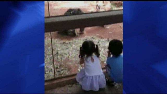 VIDEO: Chimpanzee Charges At Zoo Barrier and Shocks Kids Watching | Fox ...
