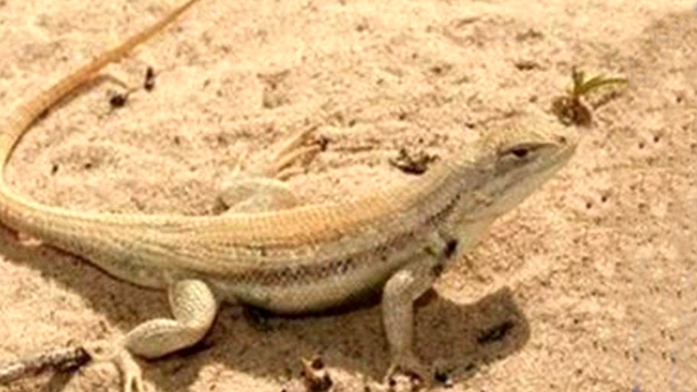 Save a Lizard, Hurt an Industry? | Fox News Video