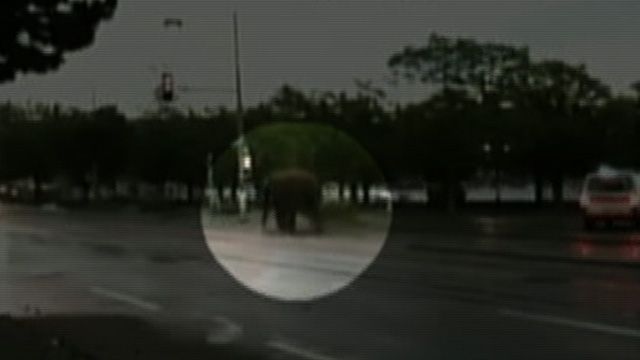Elephant on the Loose | Fox News Video