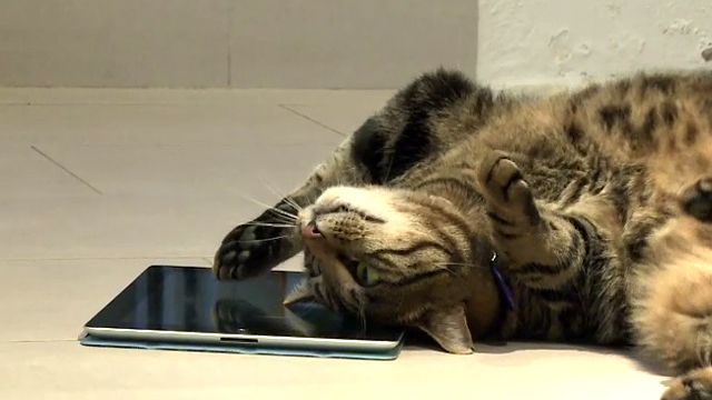 iPad playing pets | Fox News Video