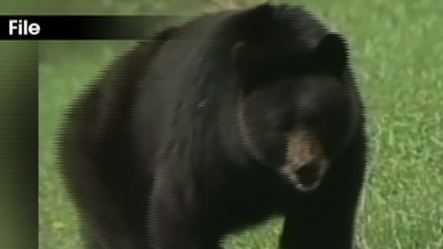 Alaska Bear Mauling Victim Calls 911 | Fox News Video
