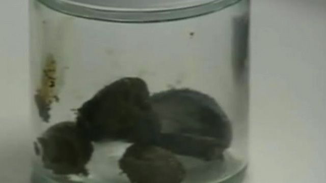 Tar Balls Reach Texas Coast | Fox News Video