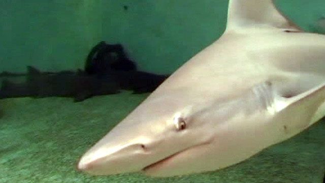 400-pound bull shark caught in Florida | Fox News Video