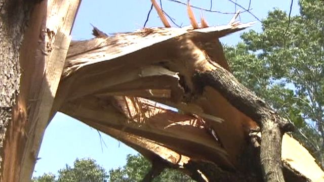 Tree 'Explodes' in Georgia | Fox News Video
