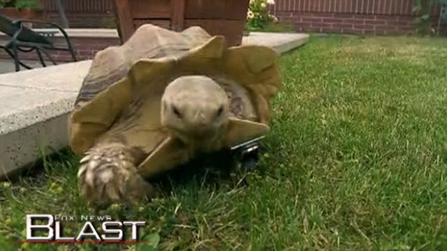 Tortoise Wheel | Fox News Video