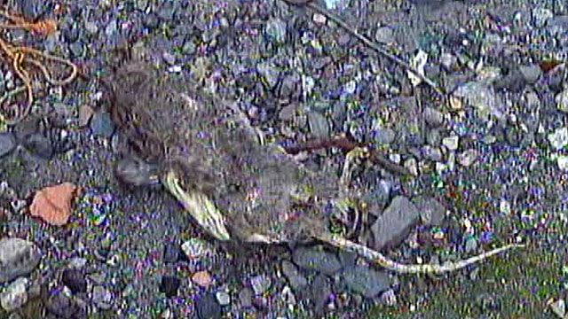 Rat infestation causes concern in Boston | Fox News Video