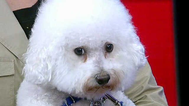 Small Paws Rescue | Fox News Video