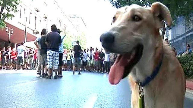 'Sausage the Riot Dog' Joins Greek Protesters | Fox News Video