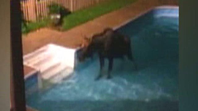 Moose Takes a Dip in Family Pool | Fox News Video