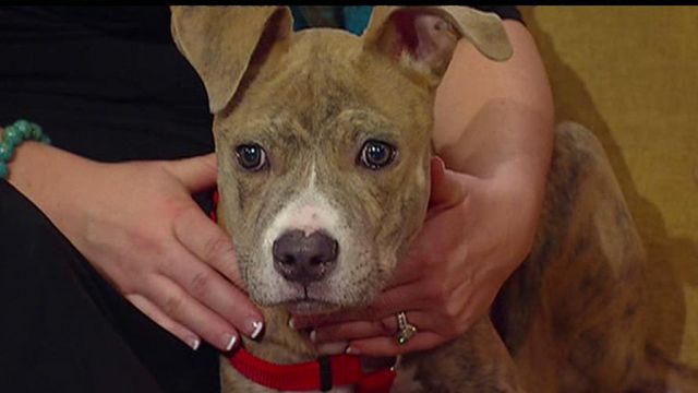 New home for Joey the Dog | Fox News Video