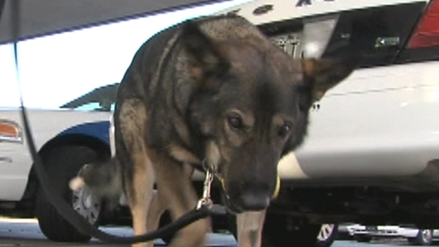 Police Dog Lends Helping Paw in Arrest | Fox News Video