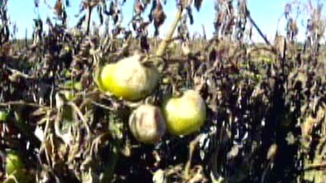 Winter Weather Destroying Crops | Fox News Video